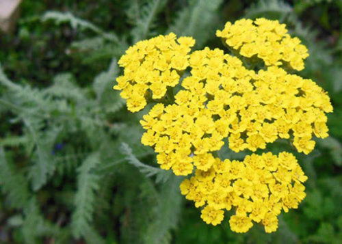 All About Yoni Steaming with Yarrow: Empowering Women's Wellness - Sama ...